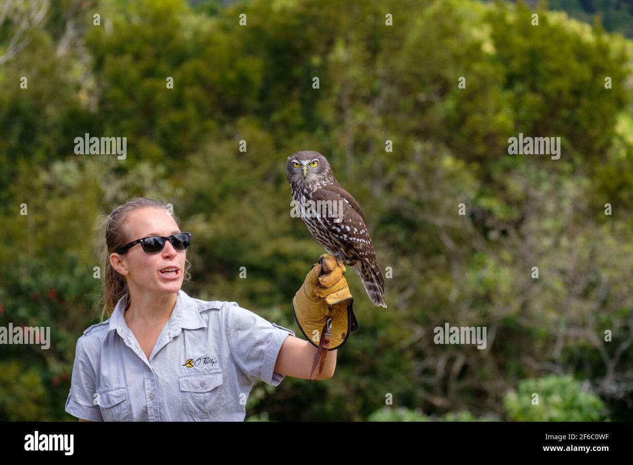O'Reilly's Rainforest Retreat, Green Mountains National Park - Bird of ...