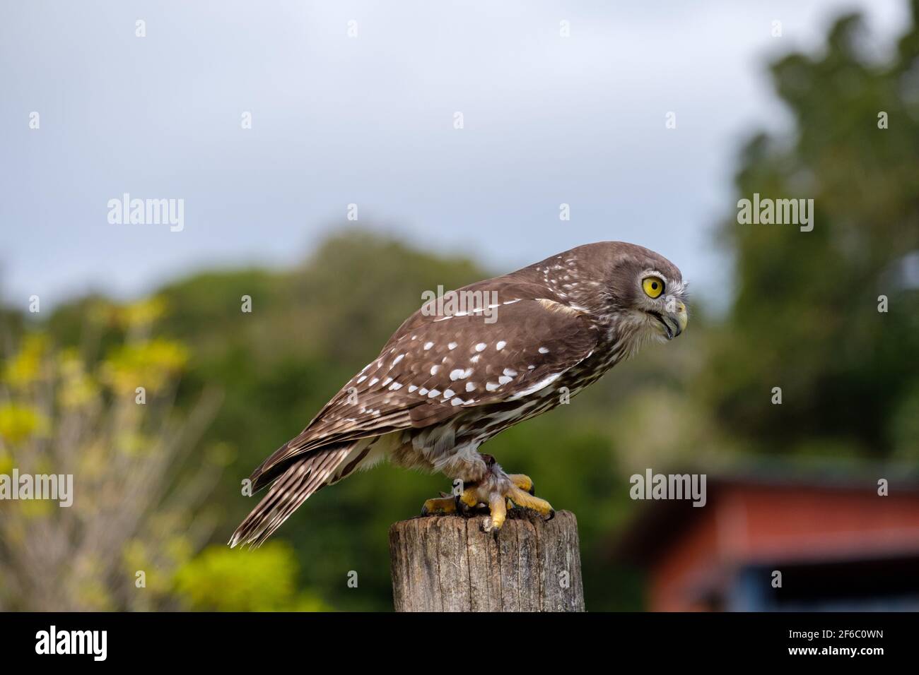 O'Reilly's Rainforest Retreat, Green Mountains National Park - Bird of ...
