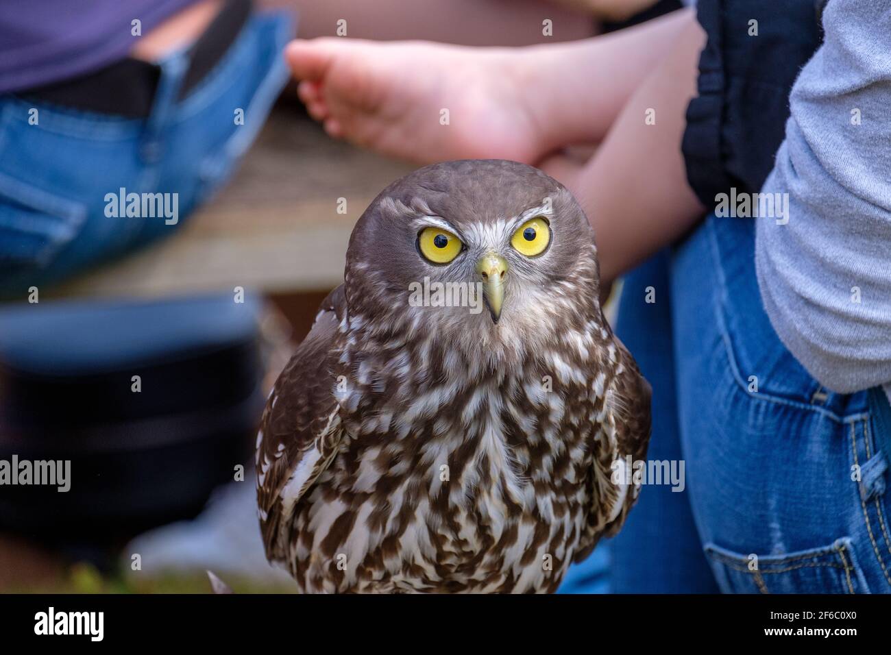 O'Reilly's Rainforest Retreat, Green Mountains National Park - Bird of ...