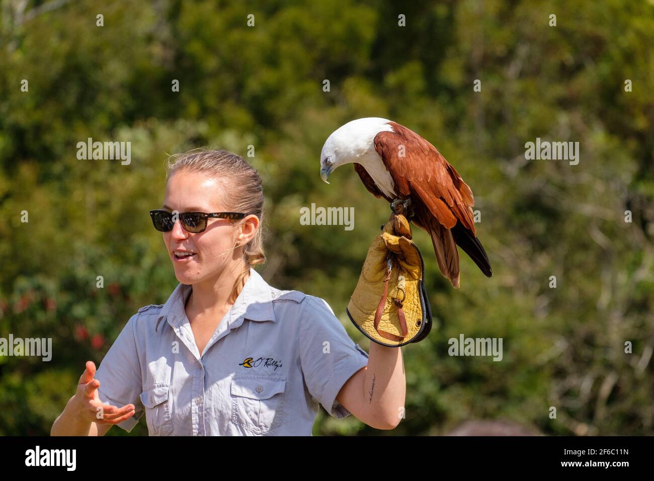 O'Reilly's Rainforest Retreat, Green Mountains National Park - Bird of ...