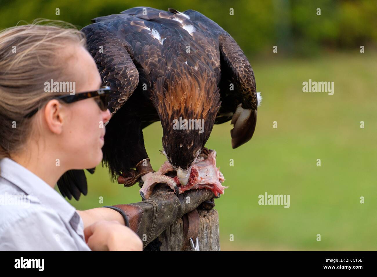 O'Reilly's Rainforest Retreat, Green Mountains National Park - Bird of ...