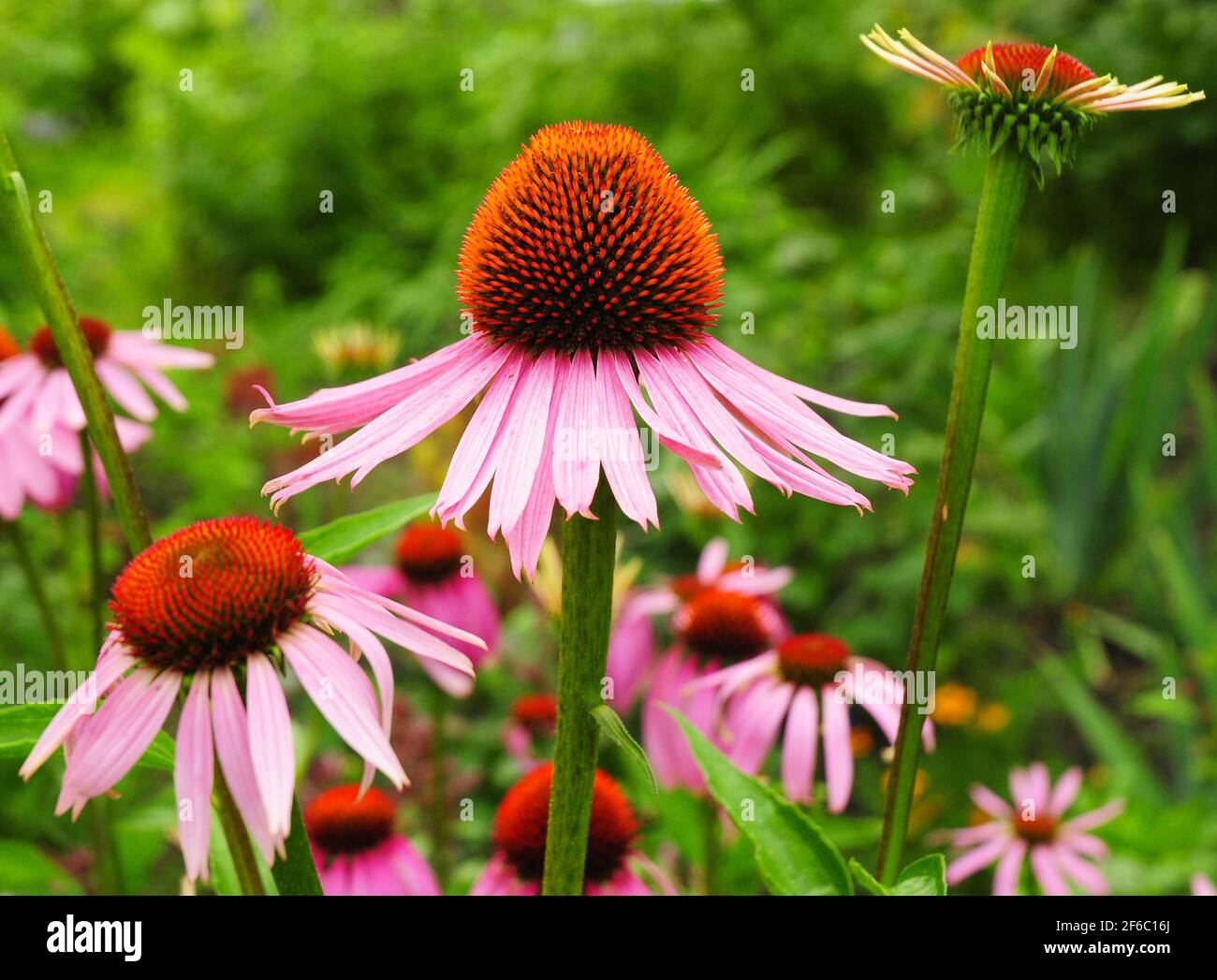 Echinacea seed hi-res stock photography and images - Alamy