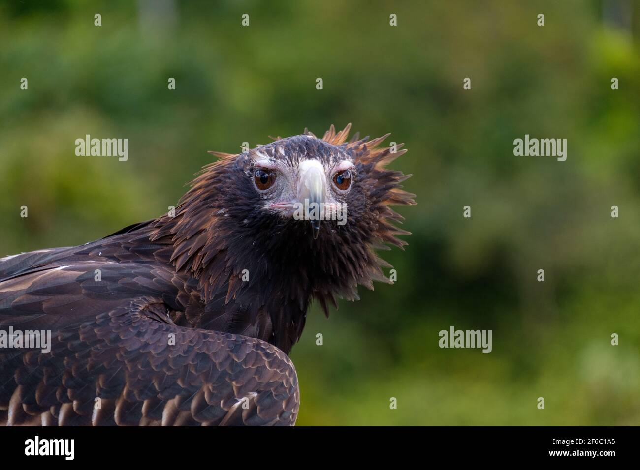 O'Reilly's Rainforest Retreat, Green Mountains National Park - Bird of ...