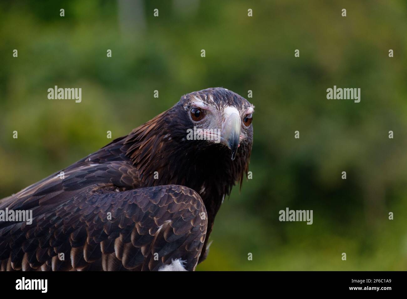 O'Reilly's Rainforest Retreat, Green Mountains National Park - Bird of ...