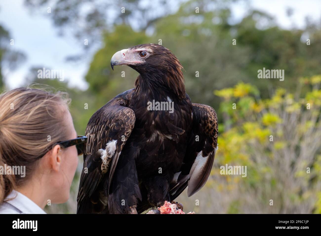O'Reilly's Rainforest Retreat, Green Mountains National Park - Bird of ...