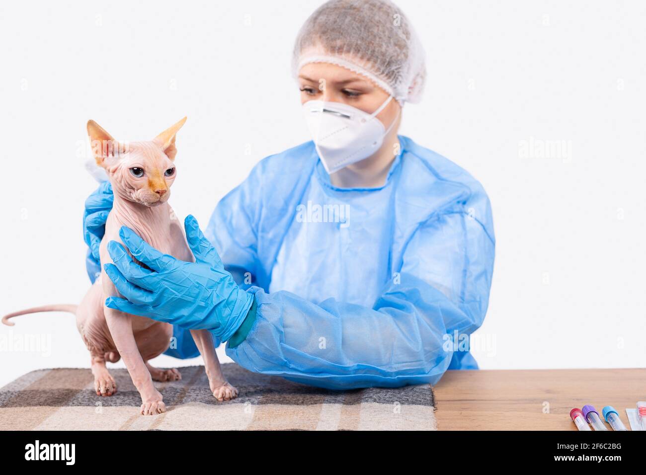 Veterinarian vaccination mask hi-res stock photography and images - Alamy