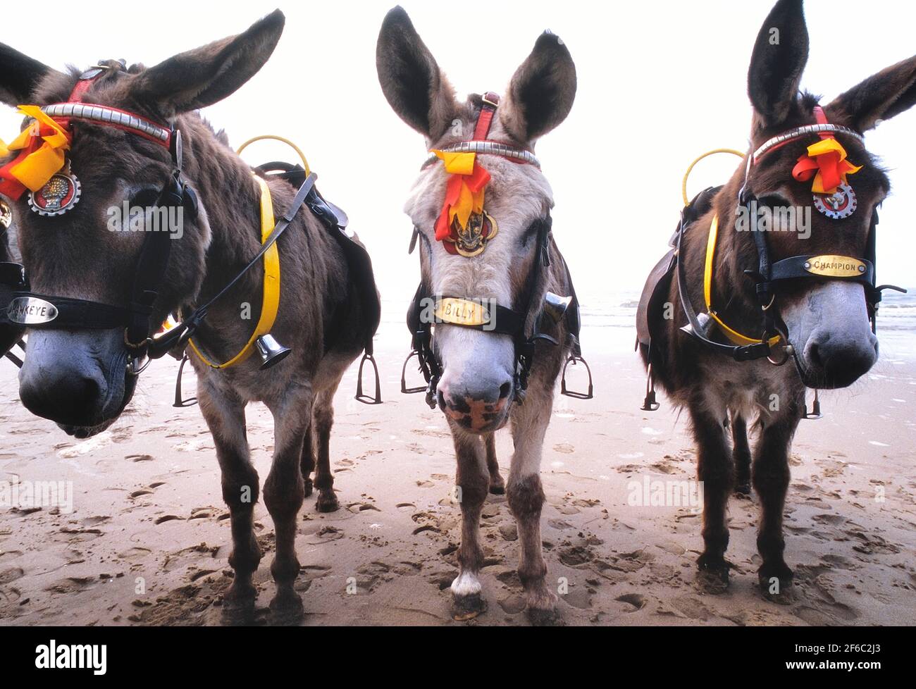 Beach donkeys on Blackpool beach, Lancashire, England, UK Stock Photo ...