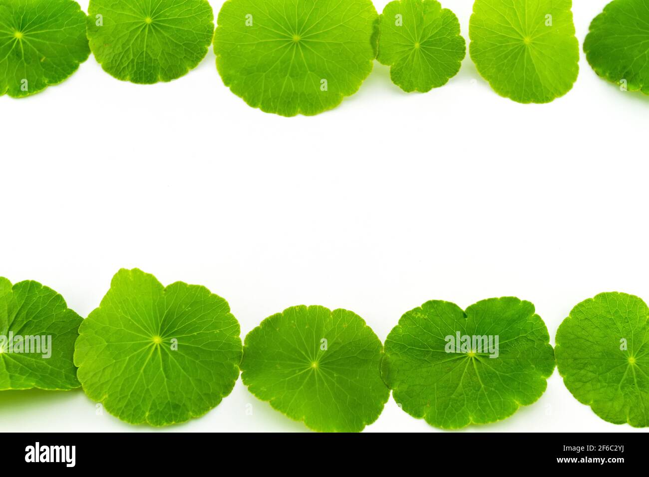 Green Asiatic Pennywort (Centella asiatica , Hydrocotyle umbellata L or ...