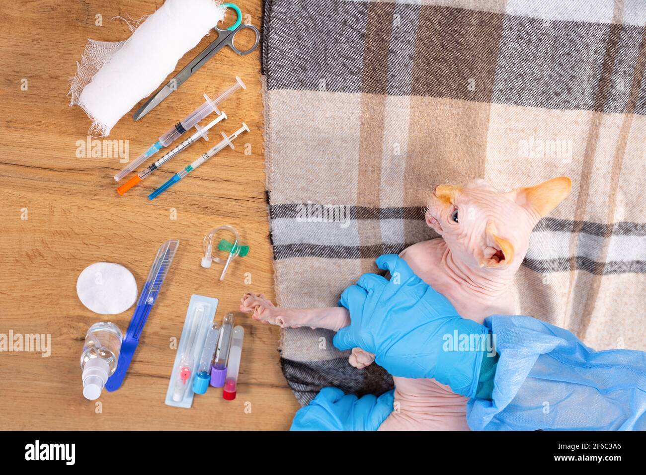 Pet care. Doctor checking cat. Vaccine, medicine in syringe for kittens ...