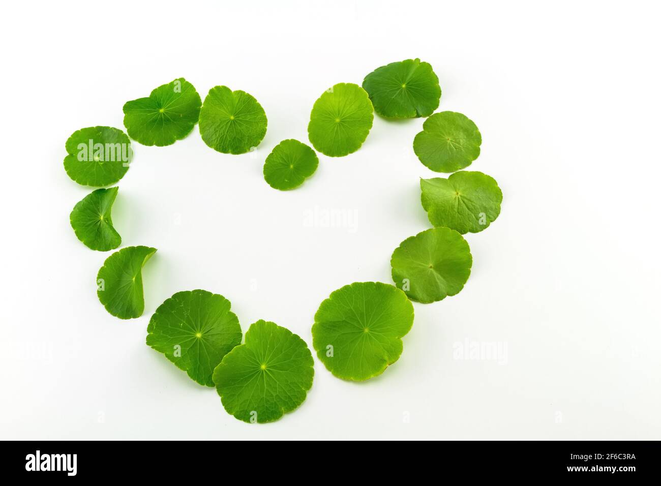 Heart shape of green Asiatic Pennywort (Centella asiatica , Hydrocotyle ...
