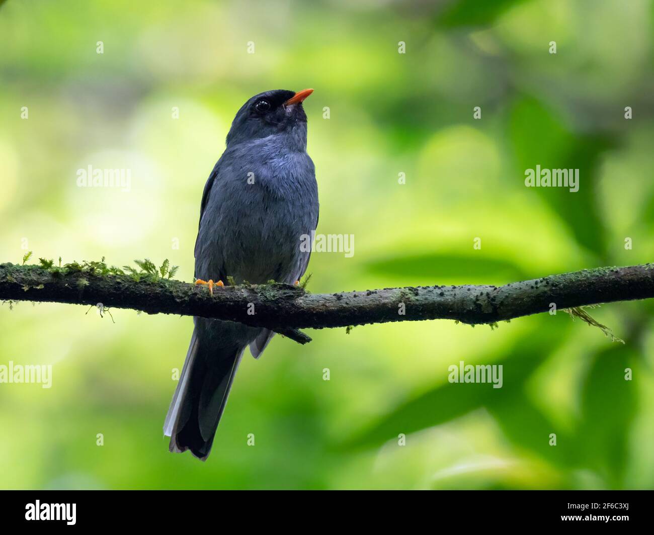 Black faced solitaire costa rica hi-res stock photography and images ...