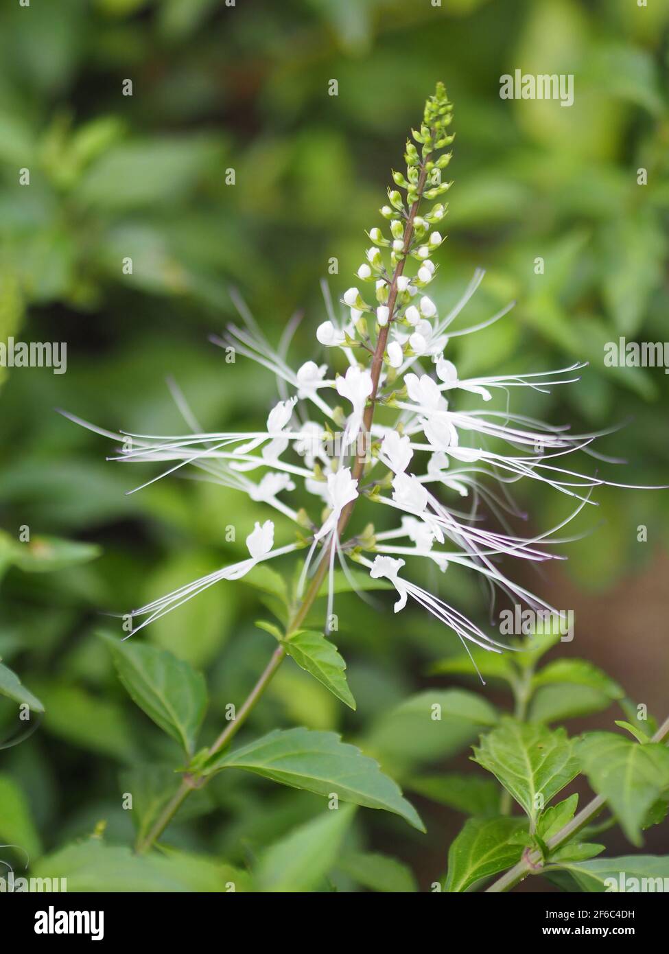 Cleome hassleriana, spider flower, spider plant, flowering plant in ...