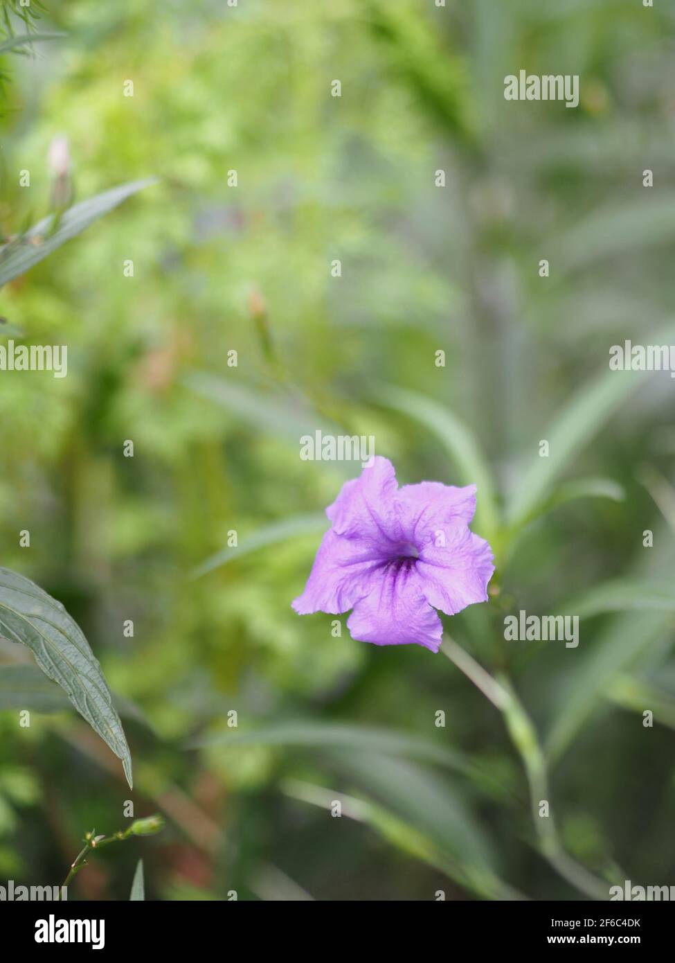 Toi ting acanthaceae hi-res stock photography and images - Alamy
