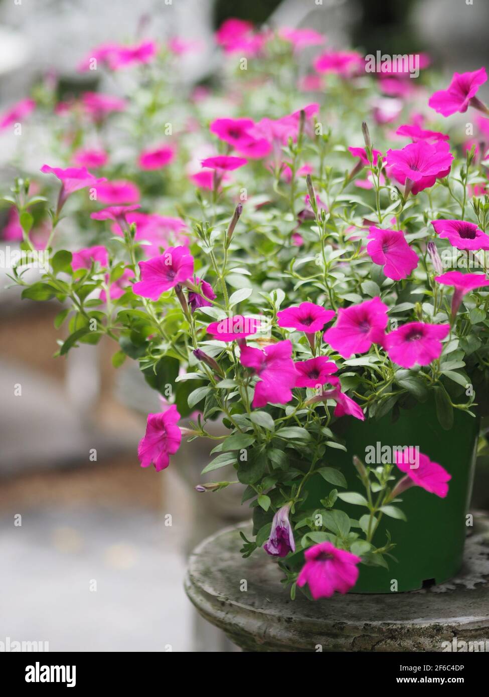 Purple wave petunias hi-res stock photography and images - Alamy