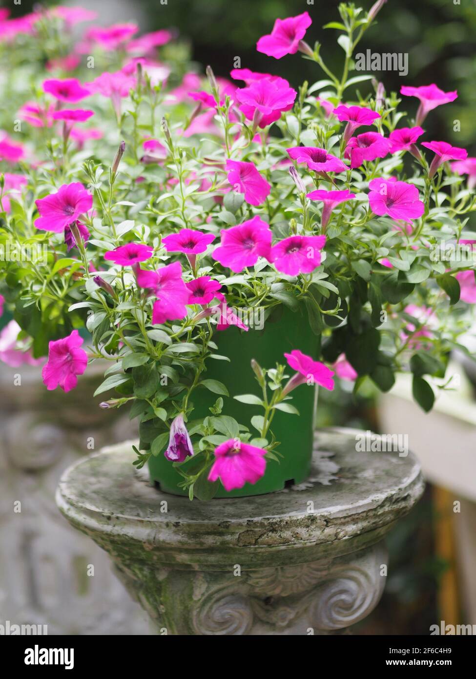 Purple wave petunias hi-res stock photography and images - Alamy