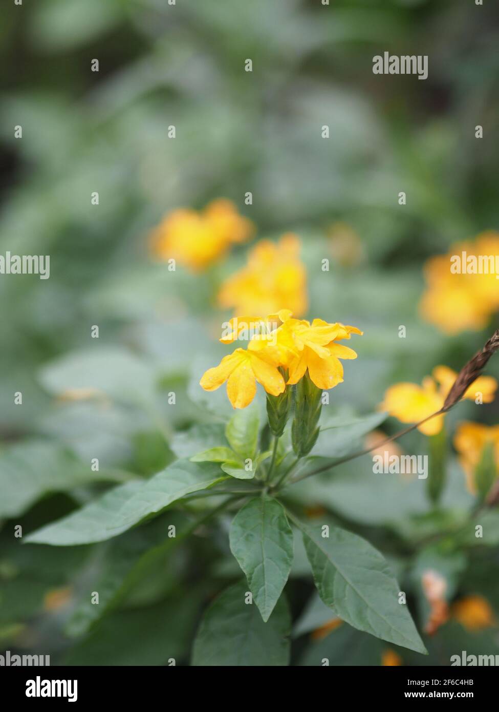 Yellow Firecracker flower blooms in a garden, Crossandra ...