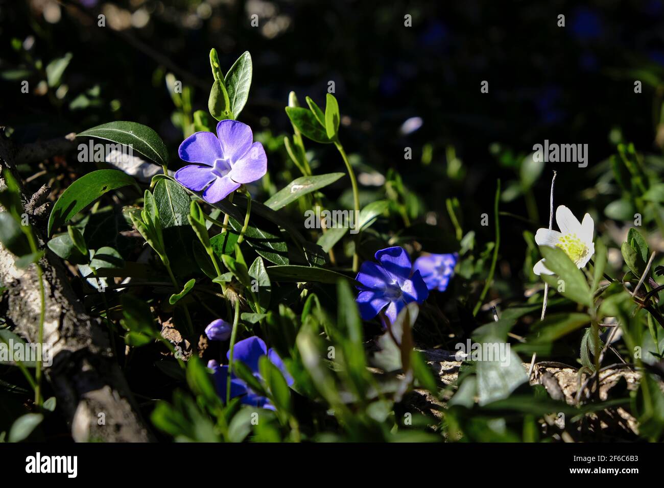 The first flowers of the year Stock Photo - Alamy