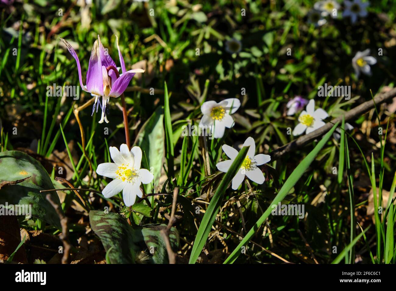 The first flowers of the year Stock Photo - Alamy