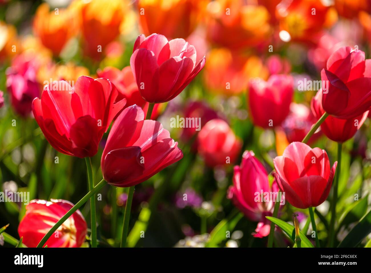 Carnival of Flowers - Toowoomba Stock Photo - Alamy