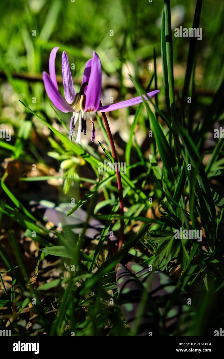 The first flowers of the year Stock Photo - Alamy