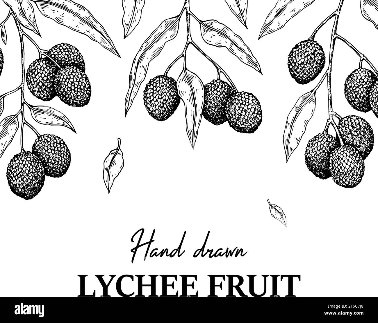 Hand drawn lychee design for packaging, banners, advertising ...