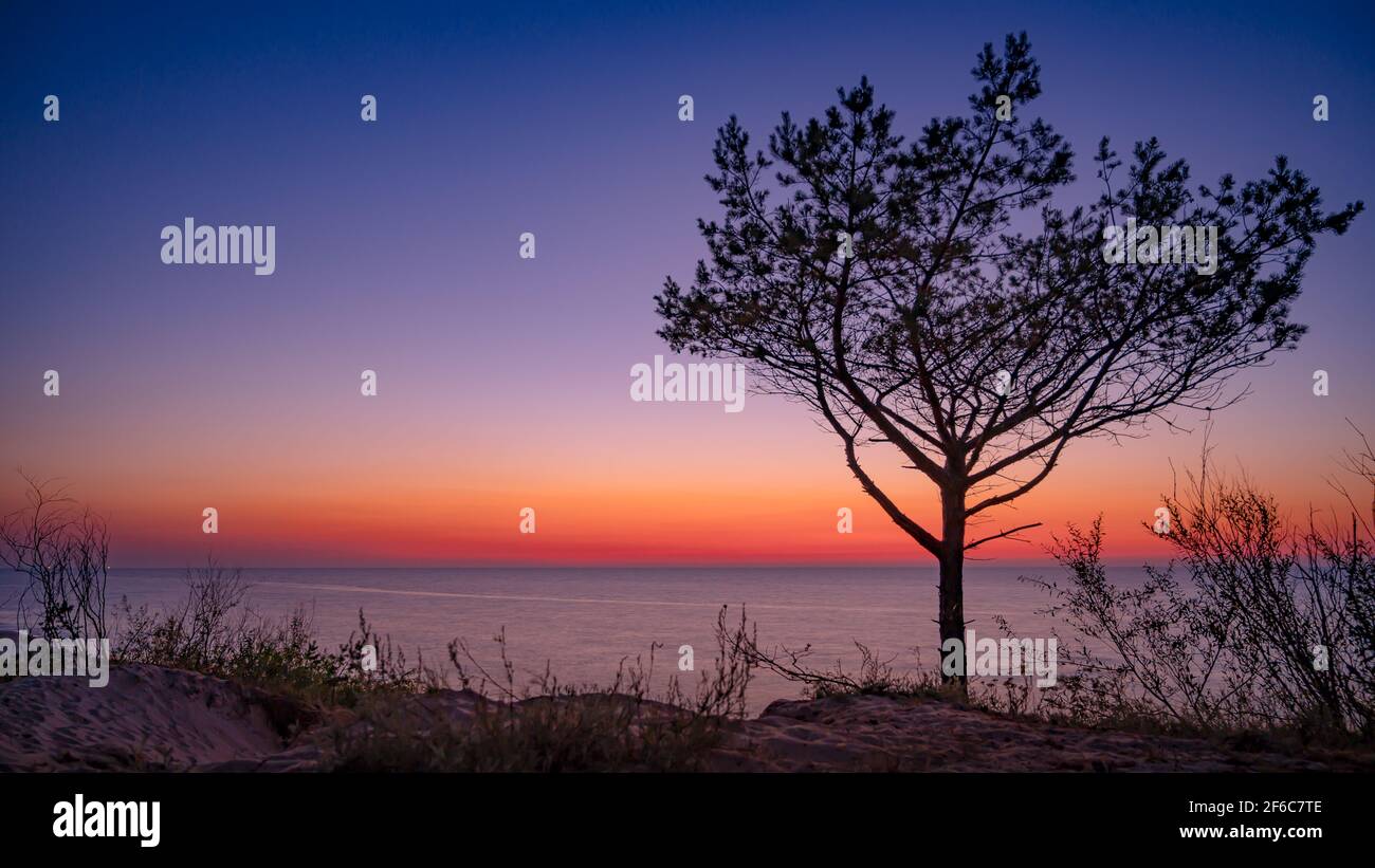 Amazing lone tree growing out of the sandy beach during sunset ...