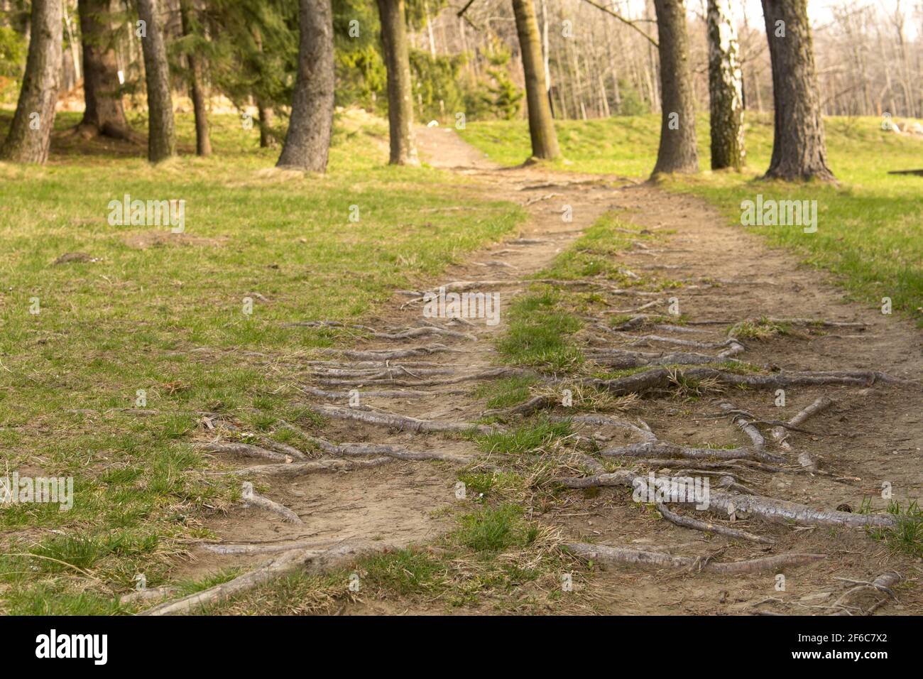 wood path coated rootage trees Stock Photo - Alamy