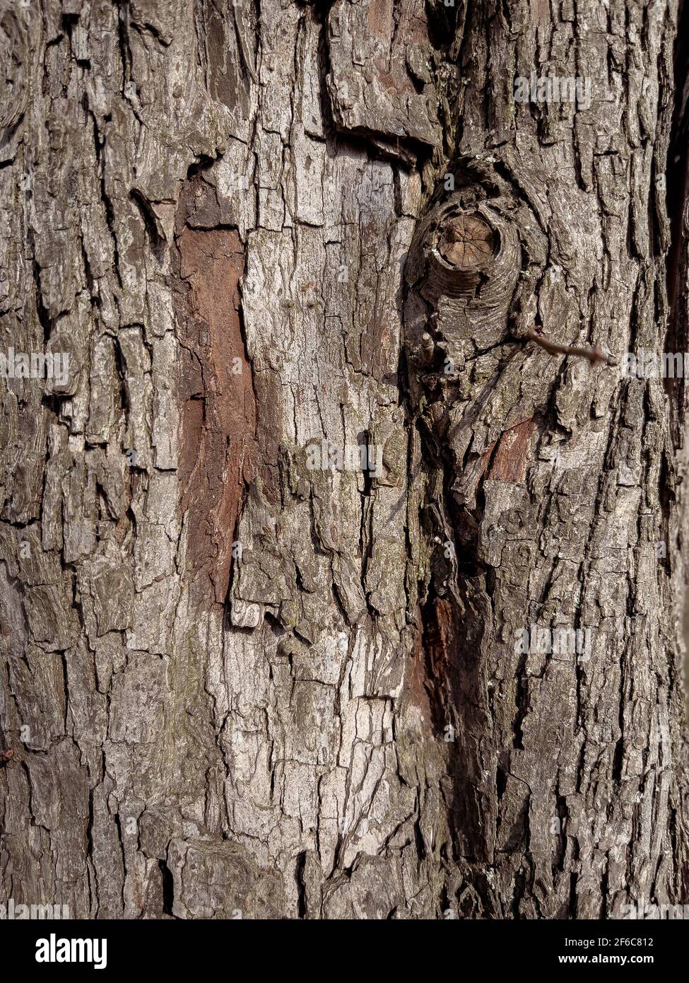Embossed texture of the bark of tree. Pattern of natural tree bark ...