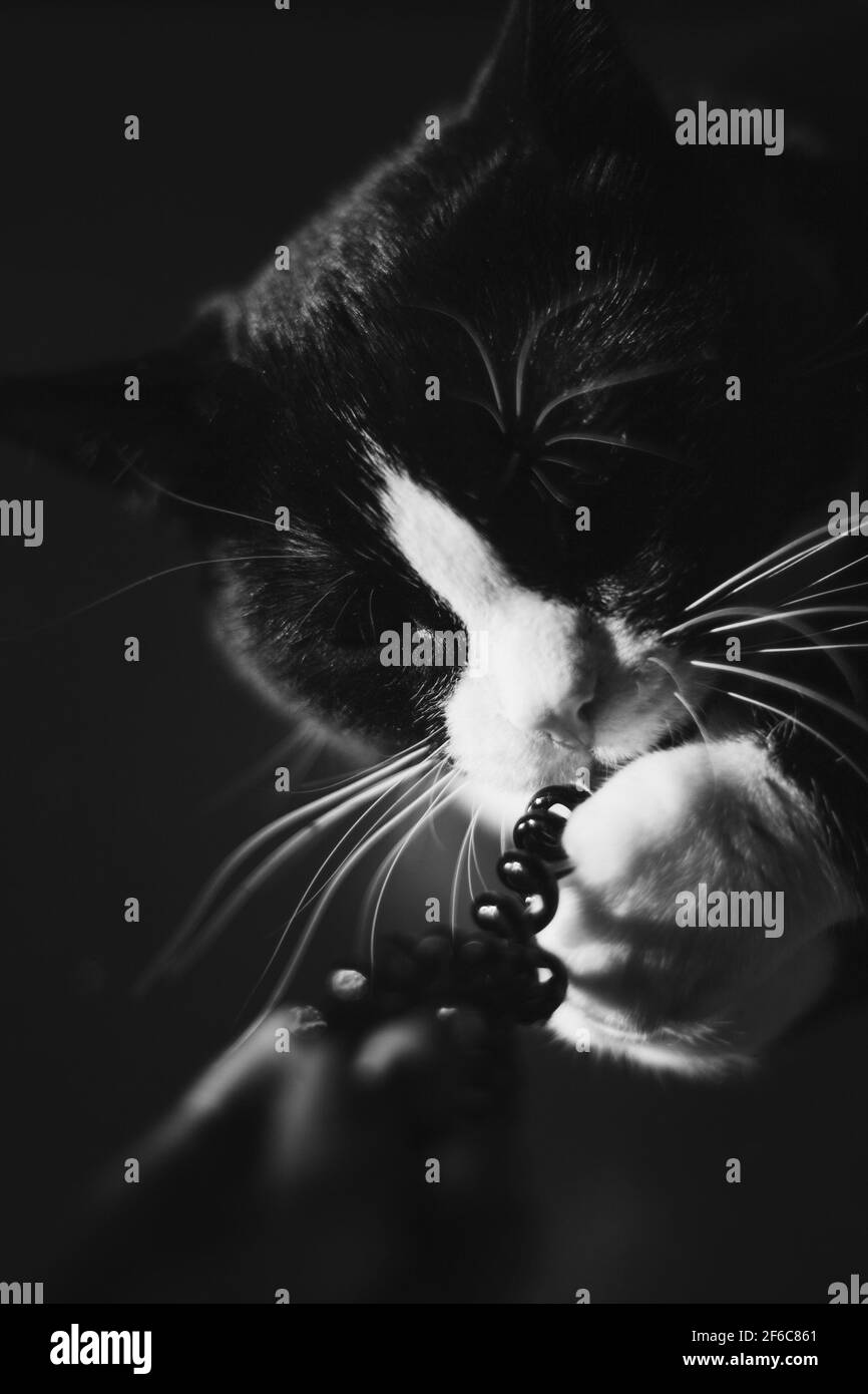 Eyes on camera Black and White Stock Photos & Images - Alamy