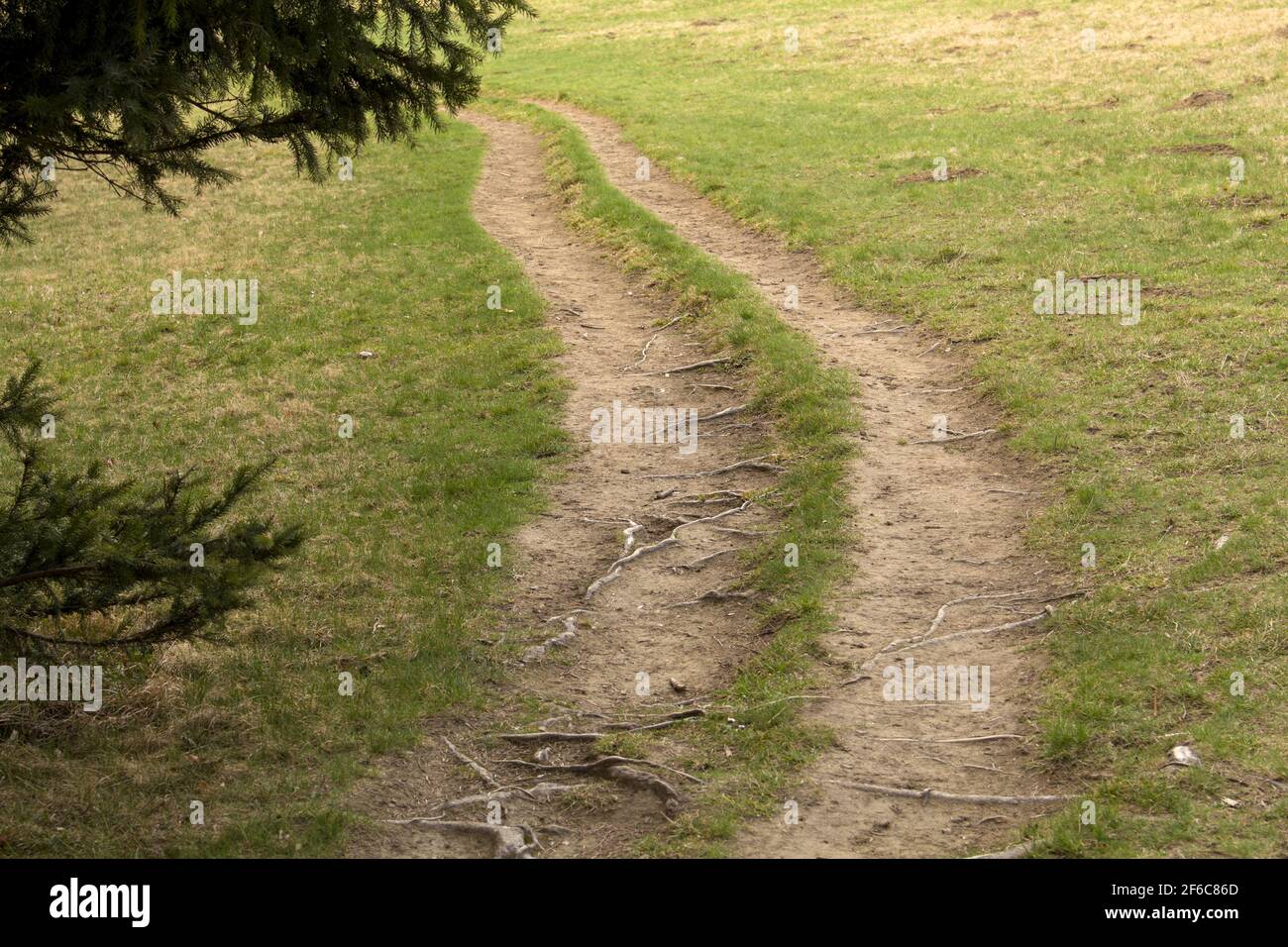 wood path coated rootage trees Stock Photo - Alamy