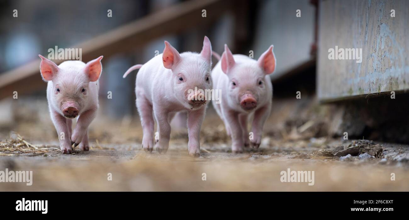 Pig piglet farm hi-res stock photography and images - Alamy
