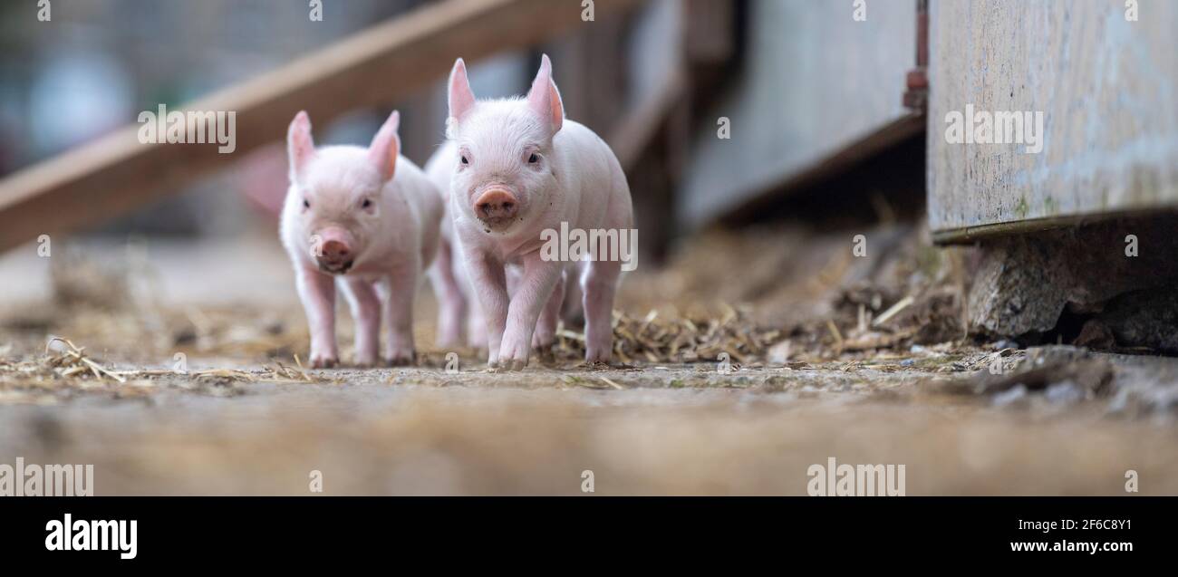 Pig piglet farm hi-res stock photography and images - Alamy
