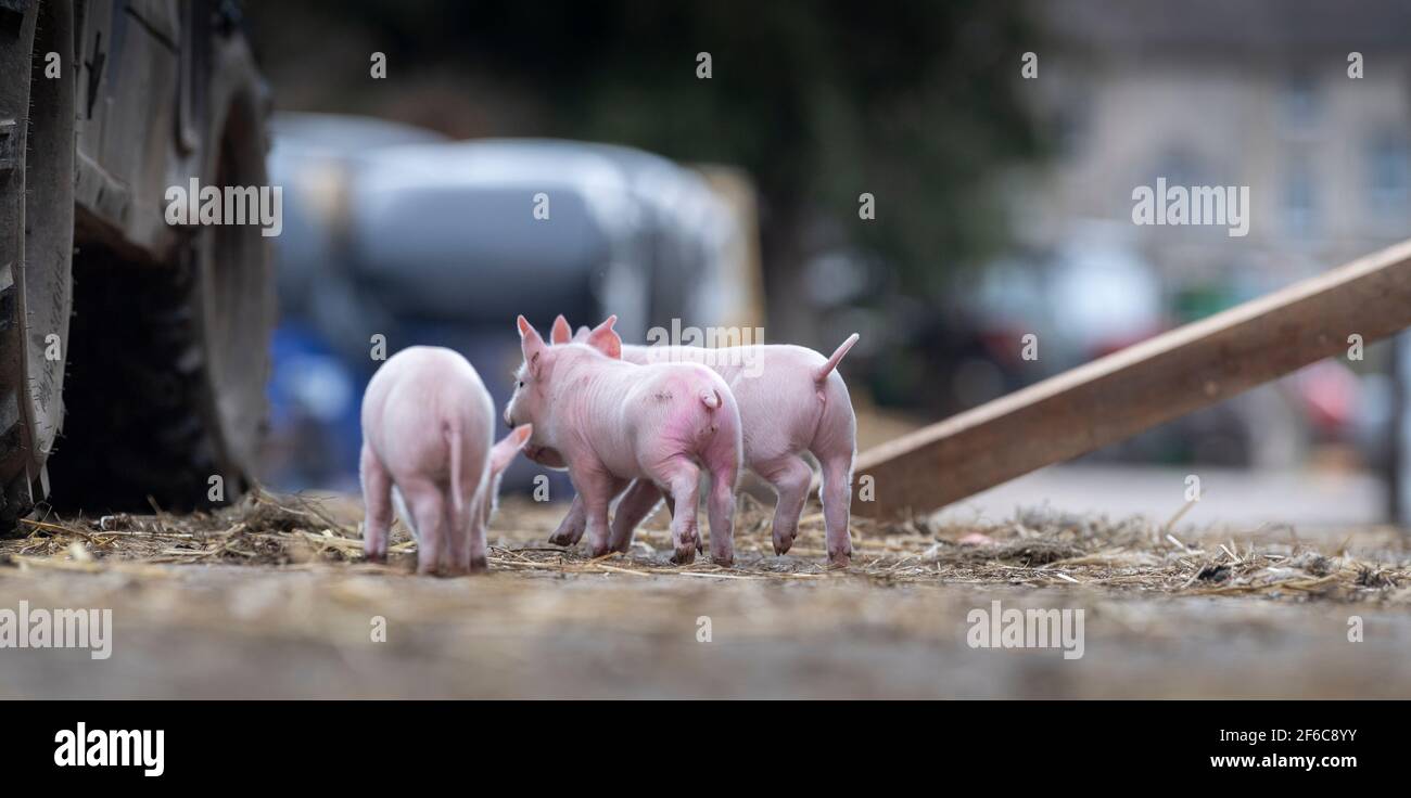 Free range piglets roaming around a farm yard, North Yorkshire, UK ...