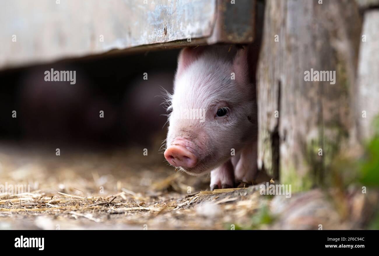 Farm yard uk clean hi-res stock photography and images - Alamy