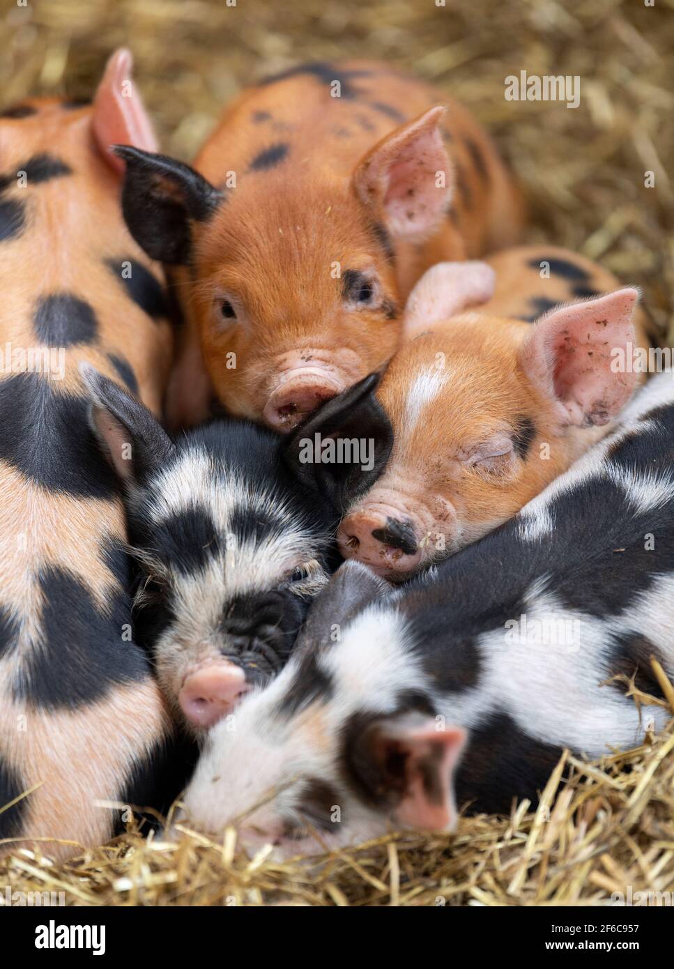 Free spots hi-res stock photography and images - Alamy