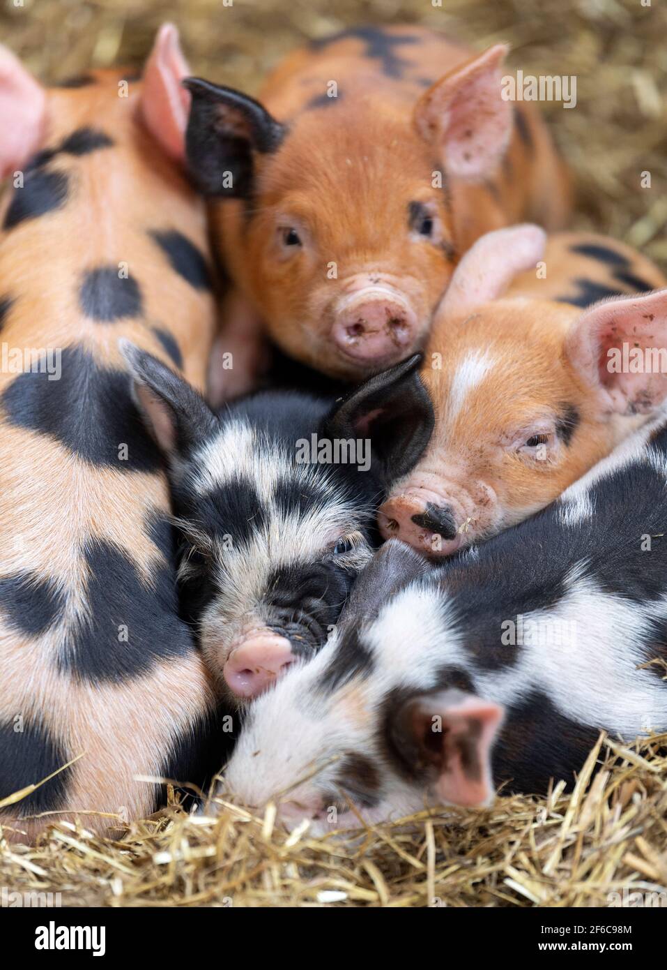 Litter of free range piglets sleeping in a pile on a straw bed, North ...