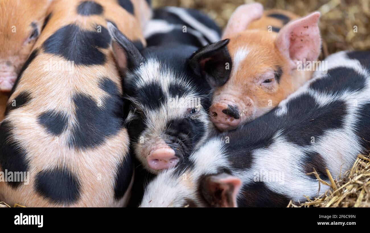 Piglets sleeping together in hi-res stock photography and images - Alamy