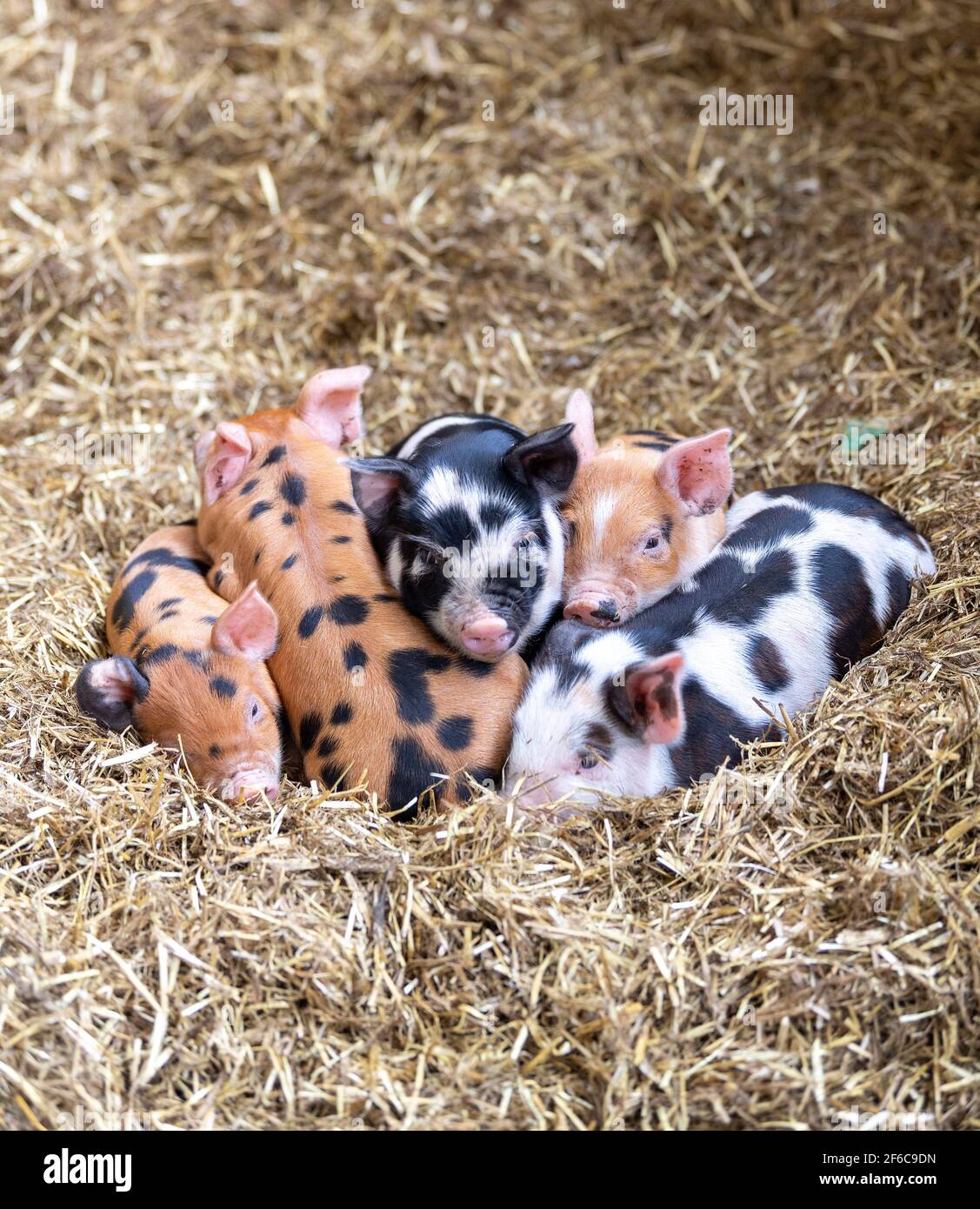 Litter of free range piglets sleeping in a pile on a straw bed, North ...