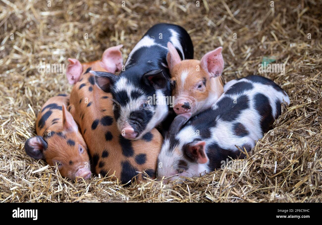 Piglets sleeping together in hi-res stock photography and images - Alamy