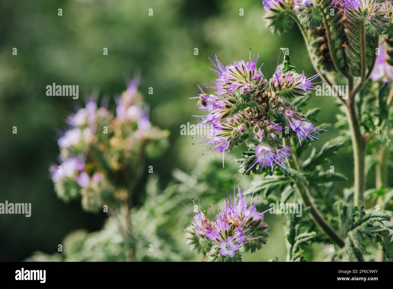 Lacy phacelia or Phacelia tanacetifolia flower in field. This plant is ...