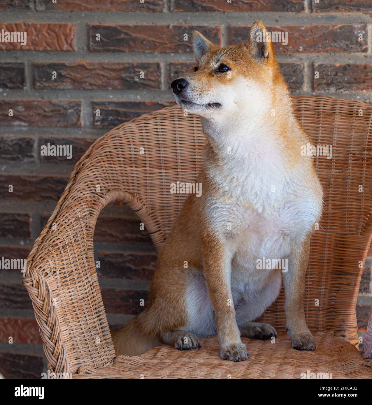 Shiba Inu puppy looks like a little fox Stock Photo - Alamy