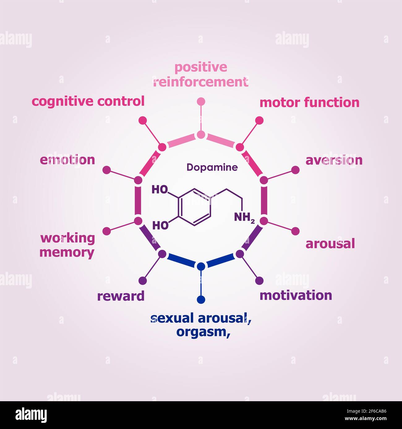 Structural chemical formula of hormone dopamine. Infographics ...