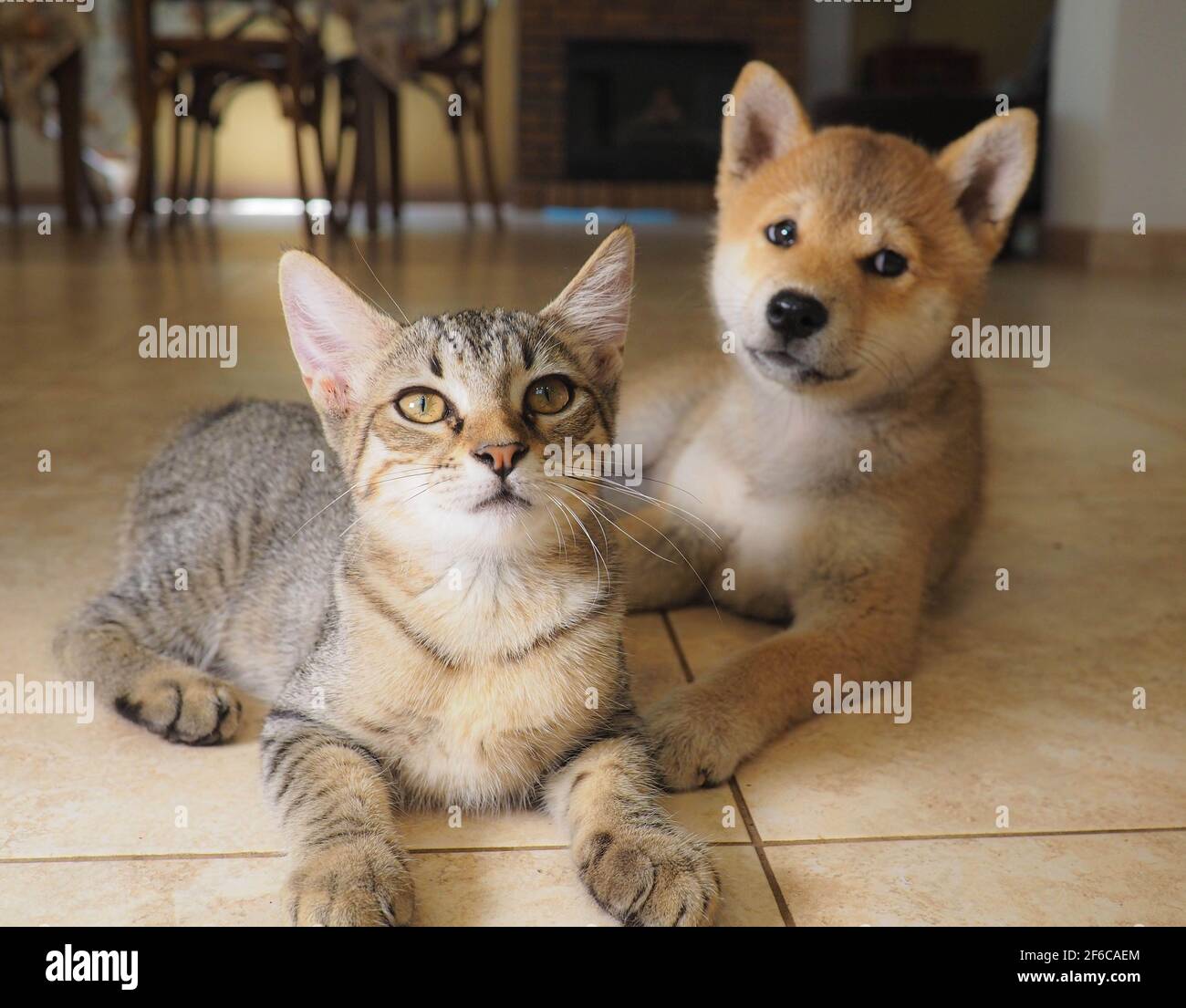 Two friends shiba inu puppy and tabby cat Stock Photo - Alamy