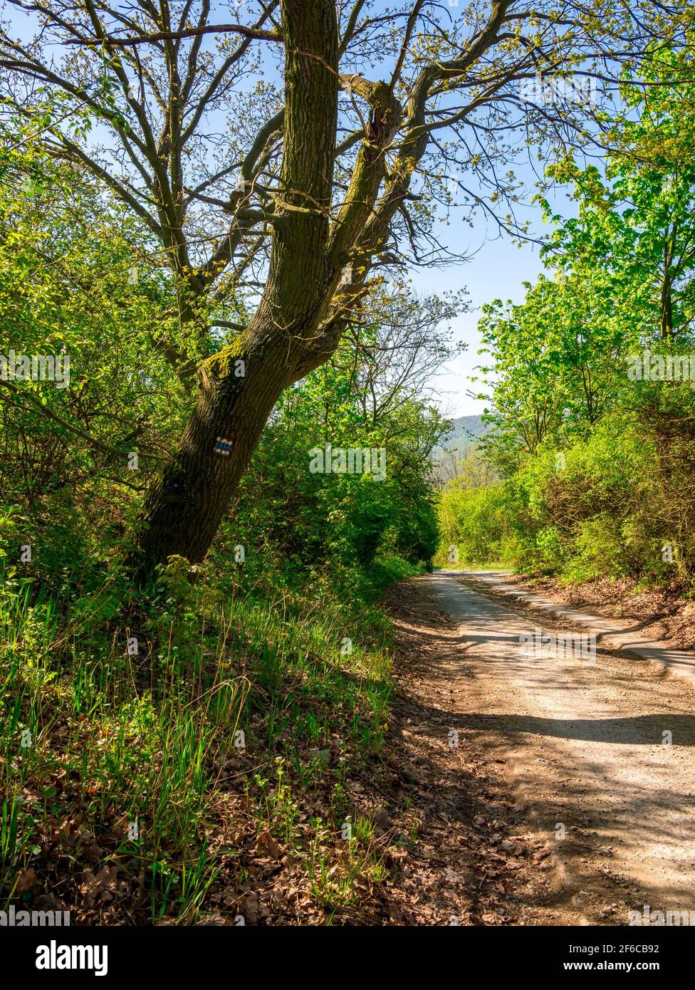 Dusty road through trees and bushes with a tourist sign on a tree Stock ...