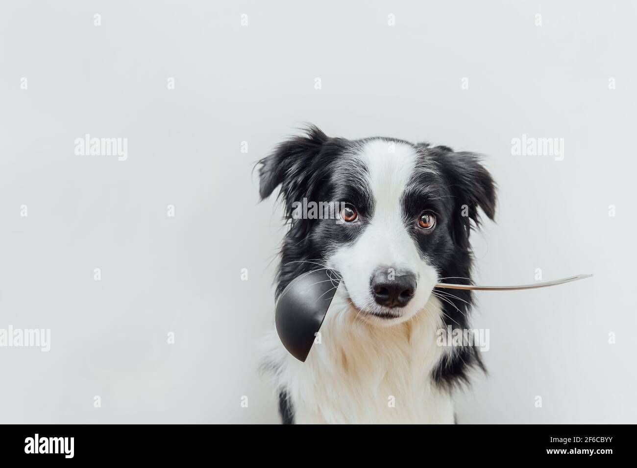 Funny portrait of cute puppy dog border collie holding kitchen spoon ...