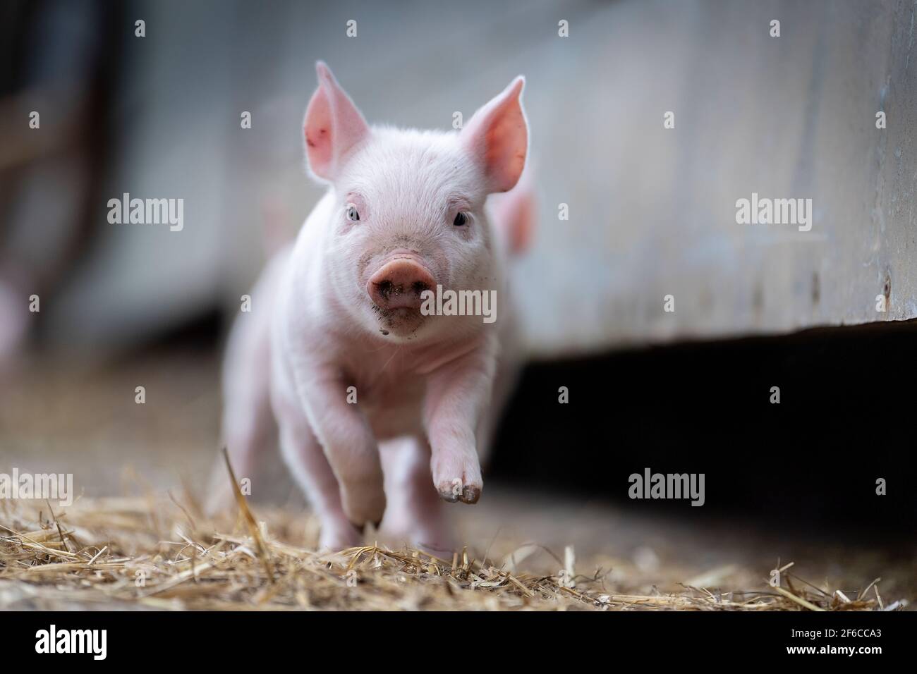 Pigs running free hi-res stock photography and images - Alamy