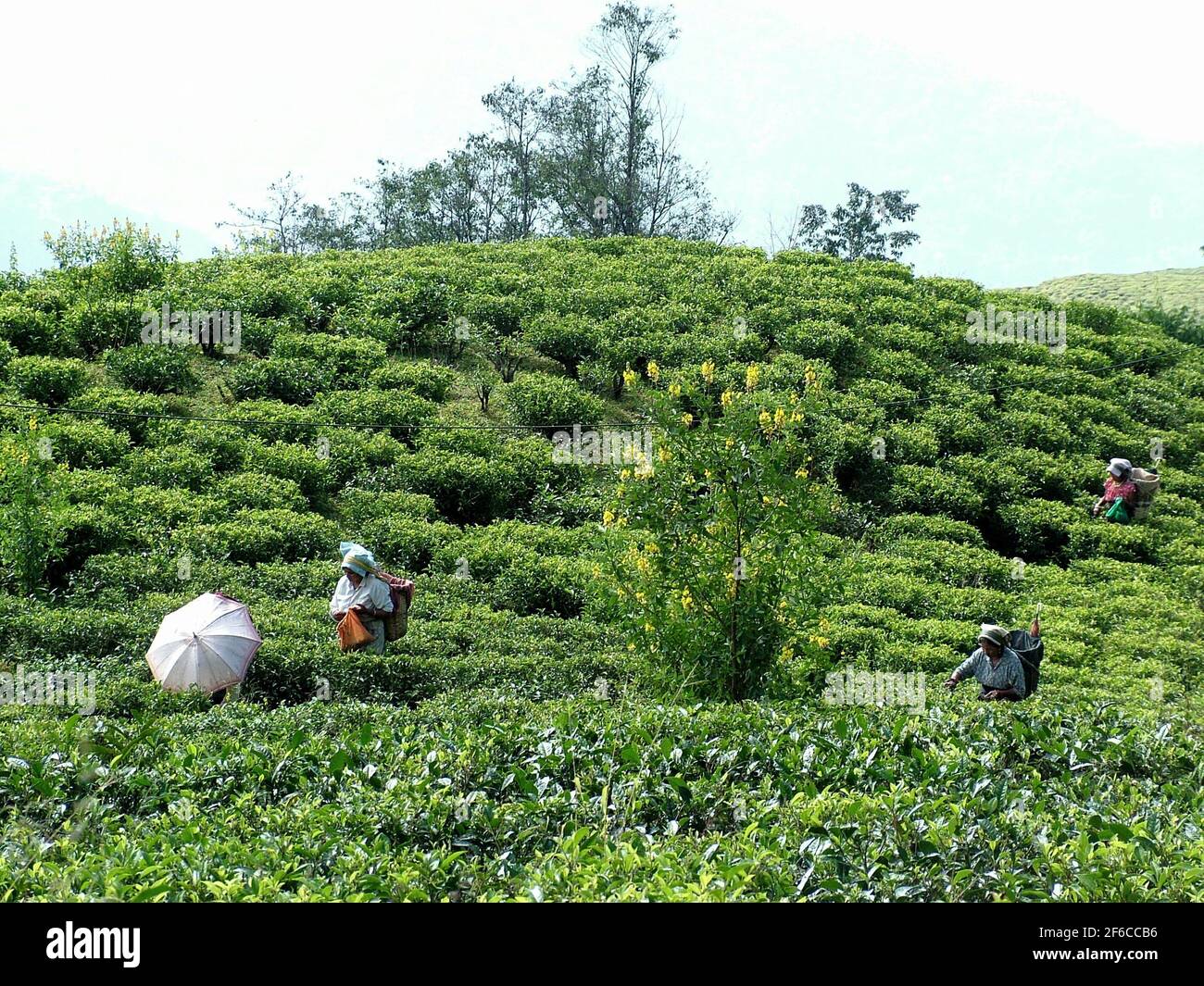 INDIA: SIKKIM TEA PICKERS Stock Photo - Alamy