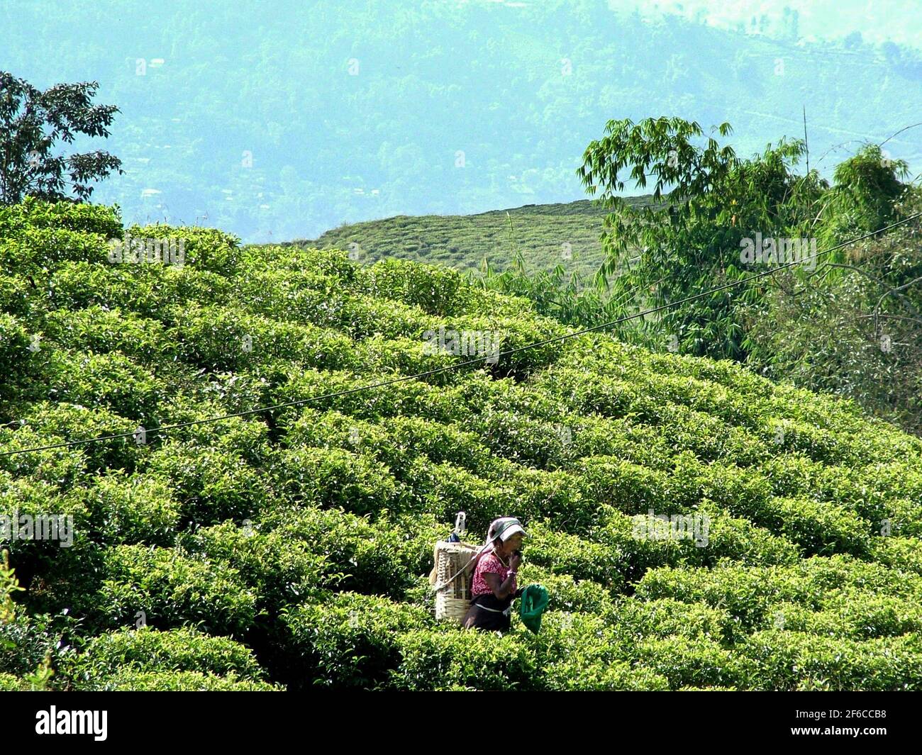 INDIA: SIKKIM TEA PICKERS Stock Photo - Alamy