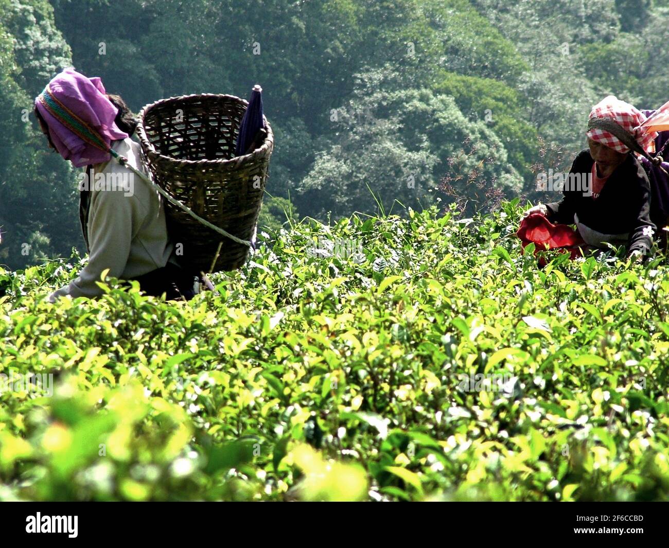 INDIA: SIKKIM TEA PICKERS Stock Photo - Alamy