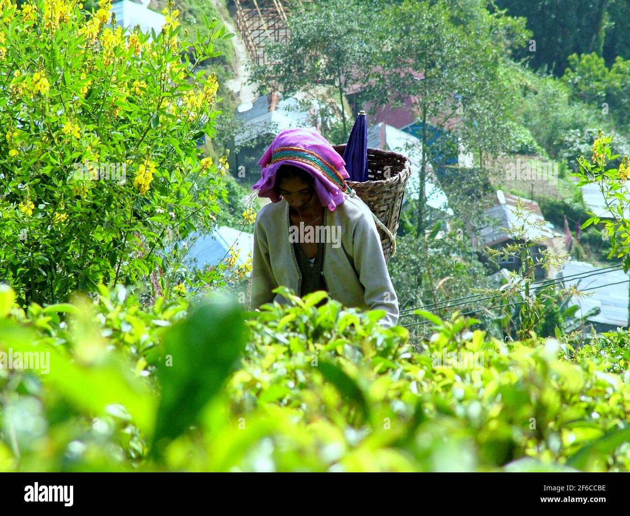 INDIA: SIKKIM TEA PICKERS Stock Photo - Alamy